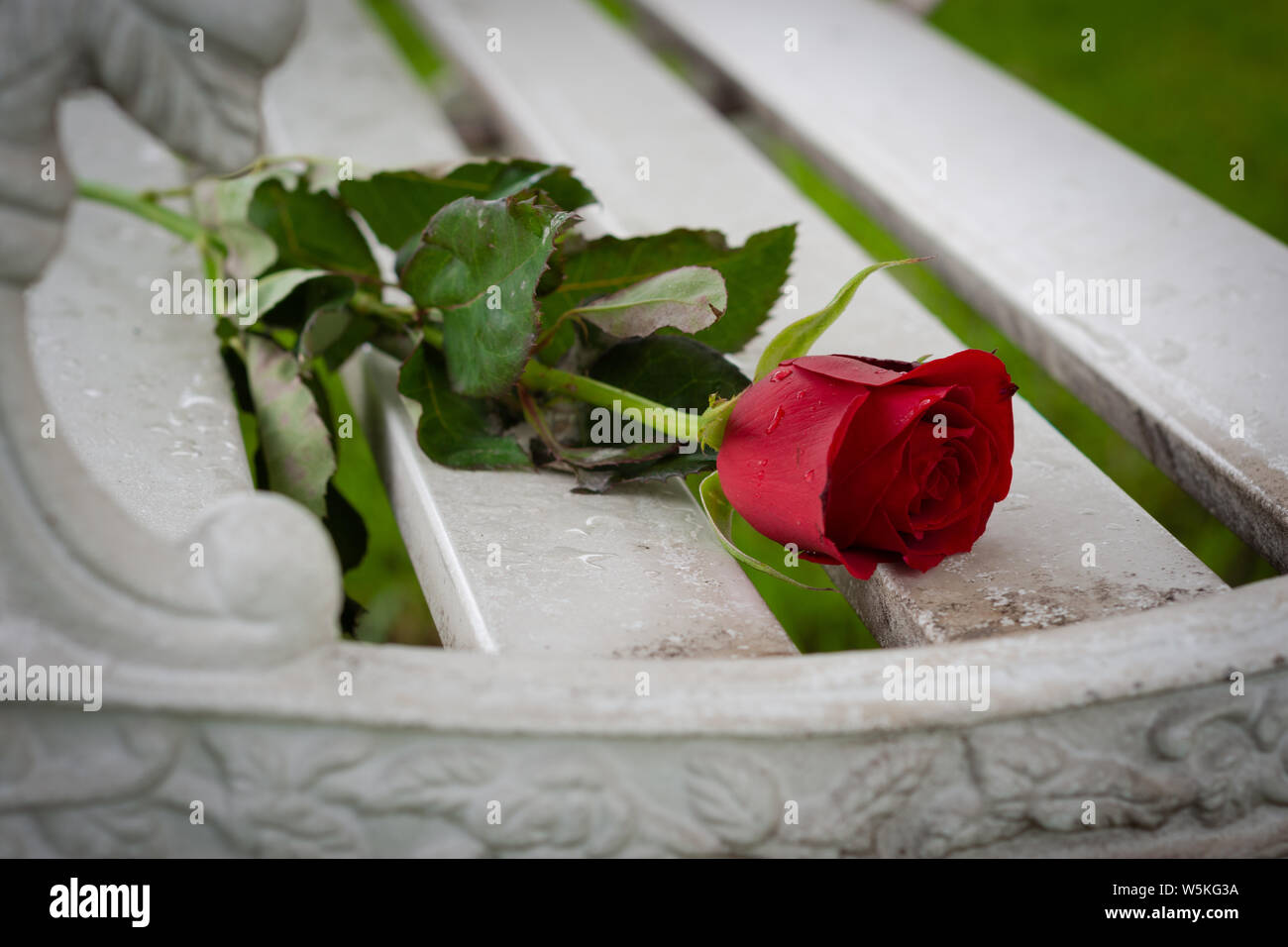 Red Rose on a white bench Stock Photo - Alamy