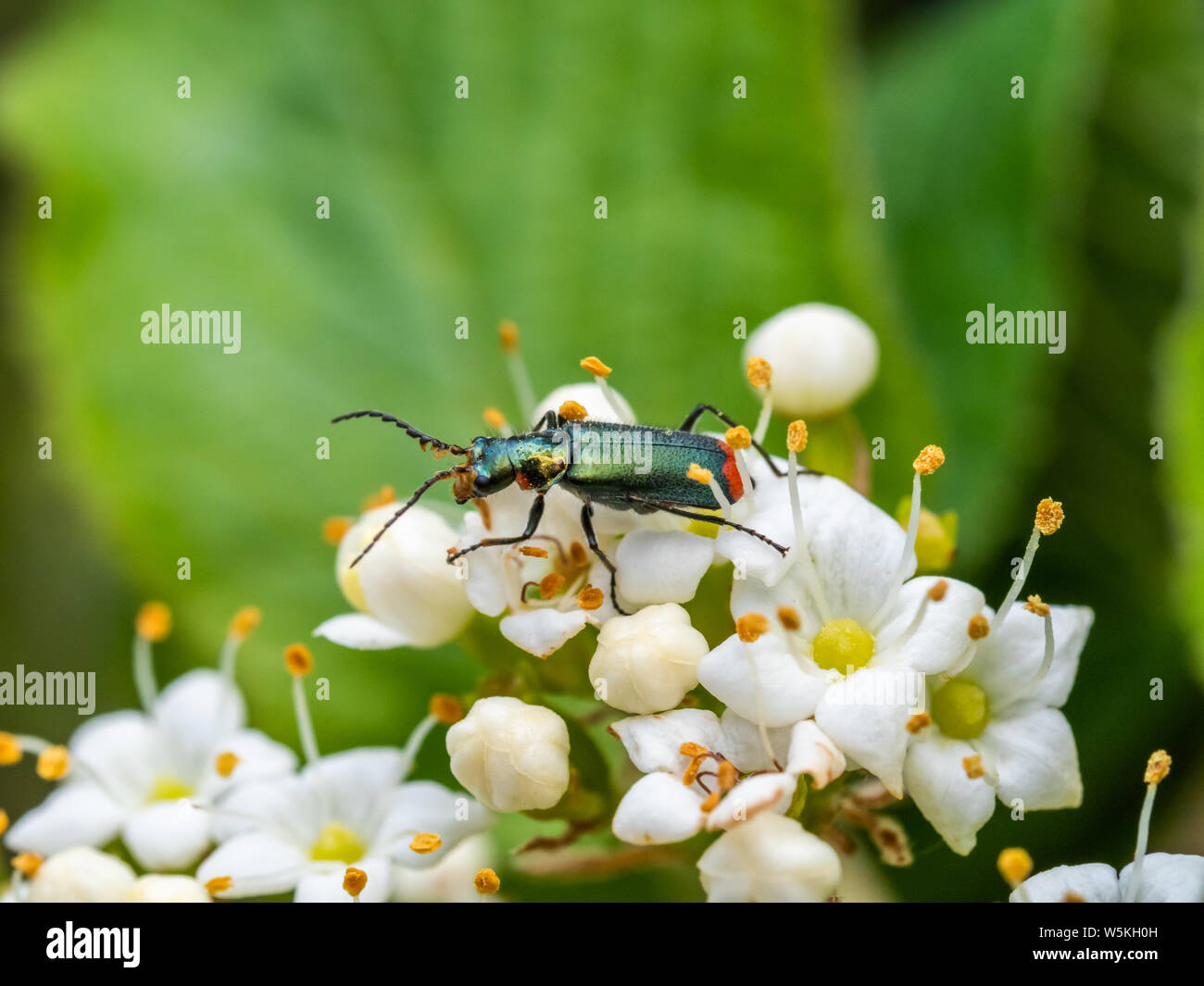 Green beetle feeding on a flower head Stock Photo - Alamy