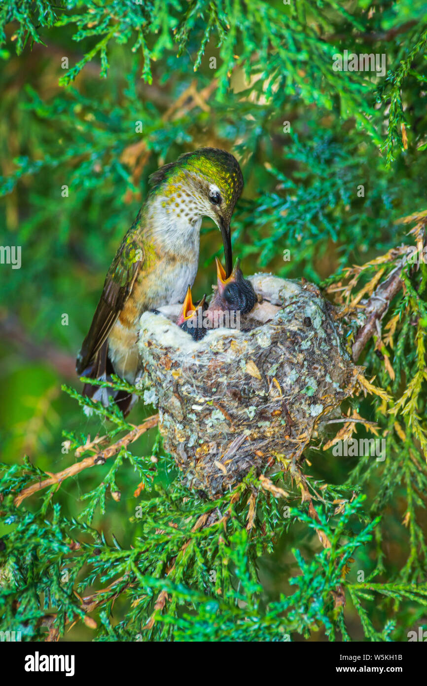 Young hummingbirds hi-res stock photography and images - Alamy