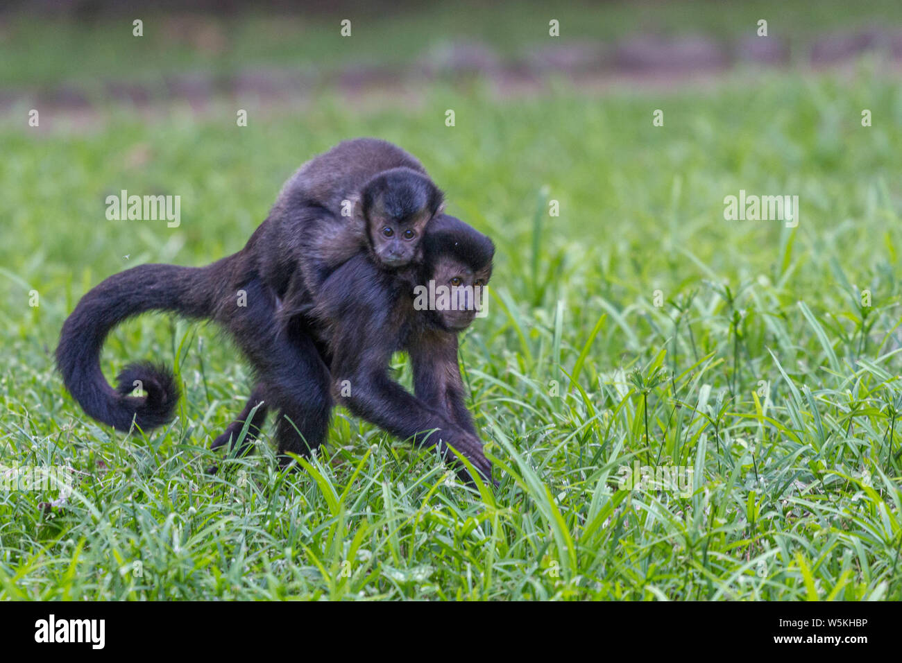 Mommy monkey carrying her baby while running on a green grass field ...