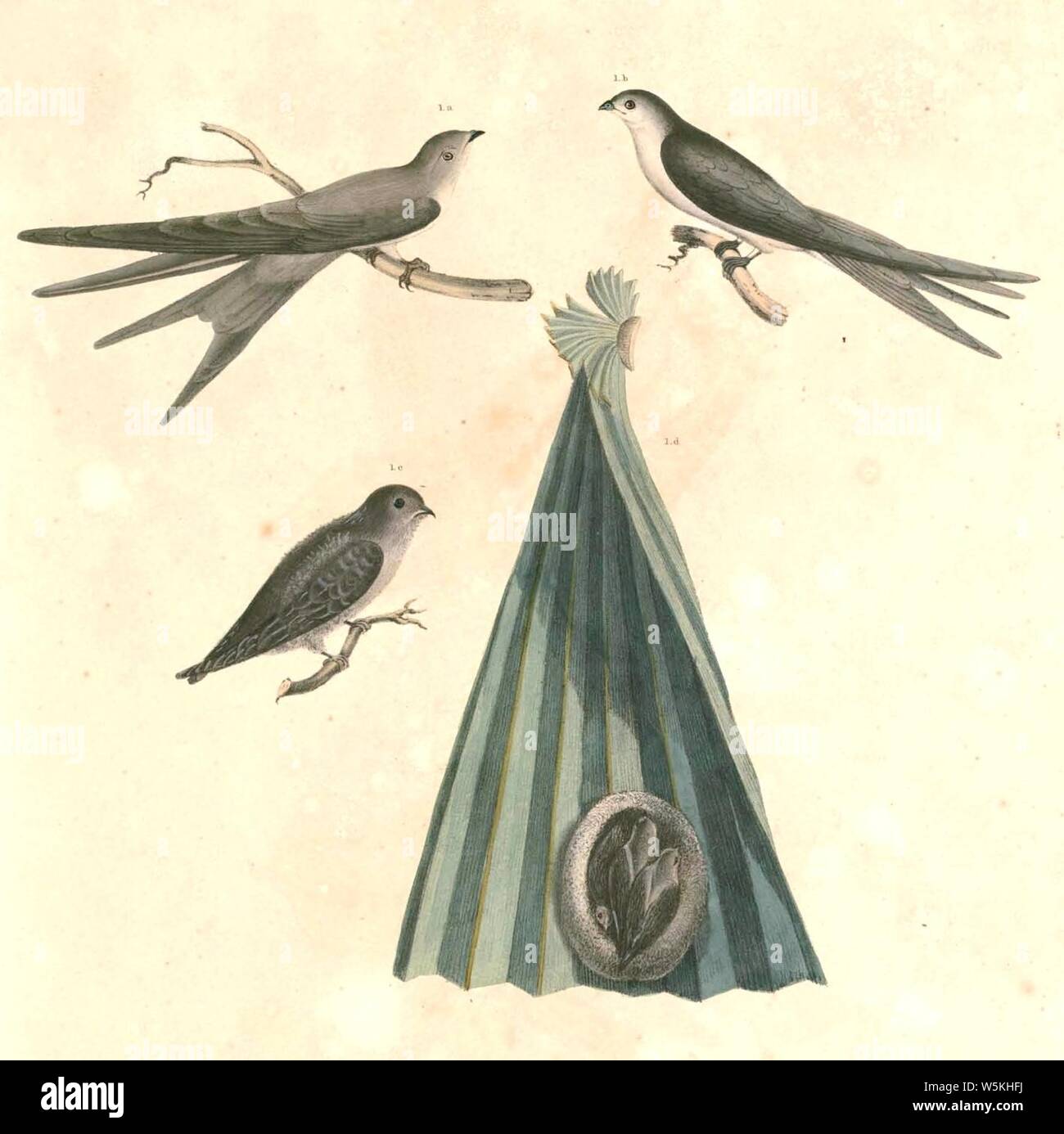 Cypsiurus hi-res stock photography and images - Alamy