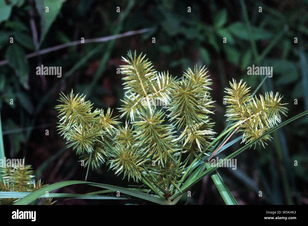 Cyperus strigosus NRCS-1 Stock Photo - Alamy