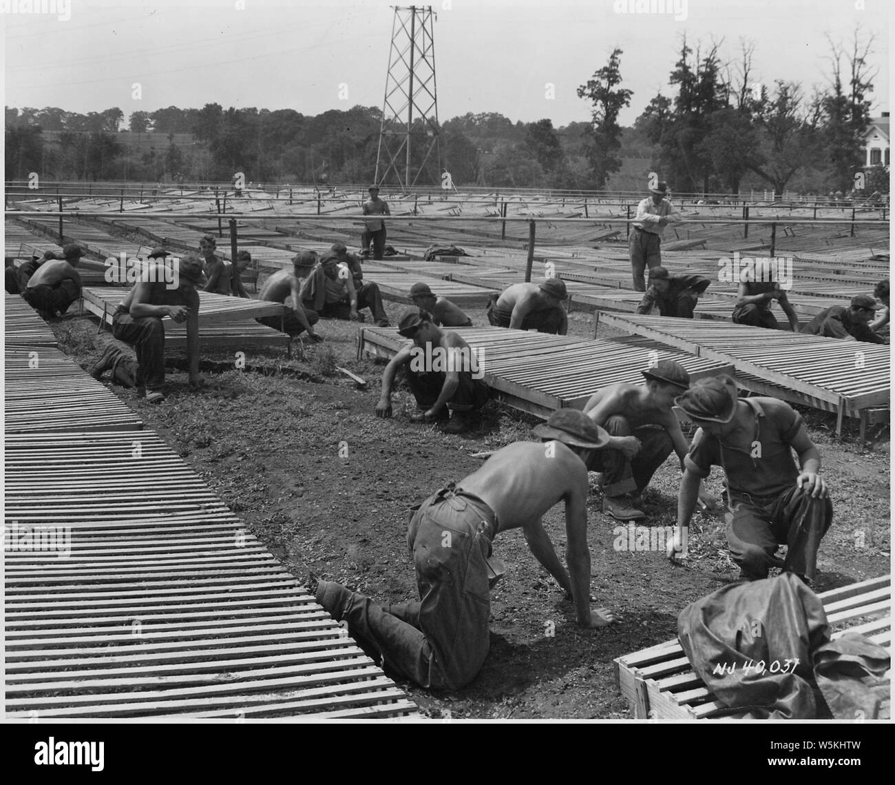 Close up of weeding operations in Conifer beds. The weed covering most ...