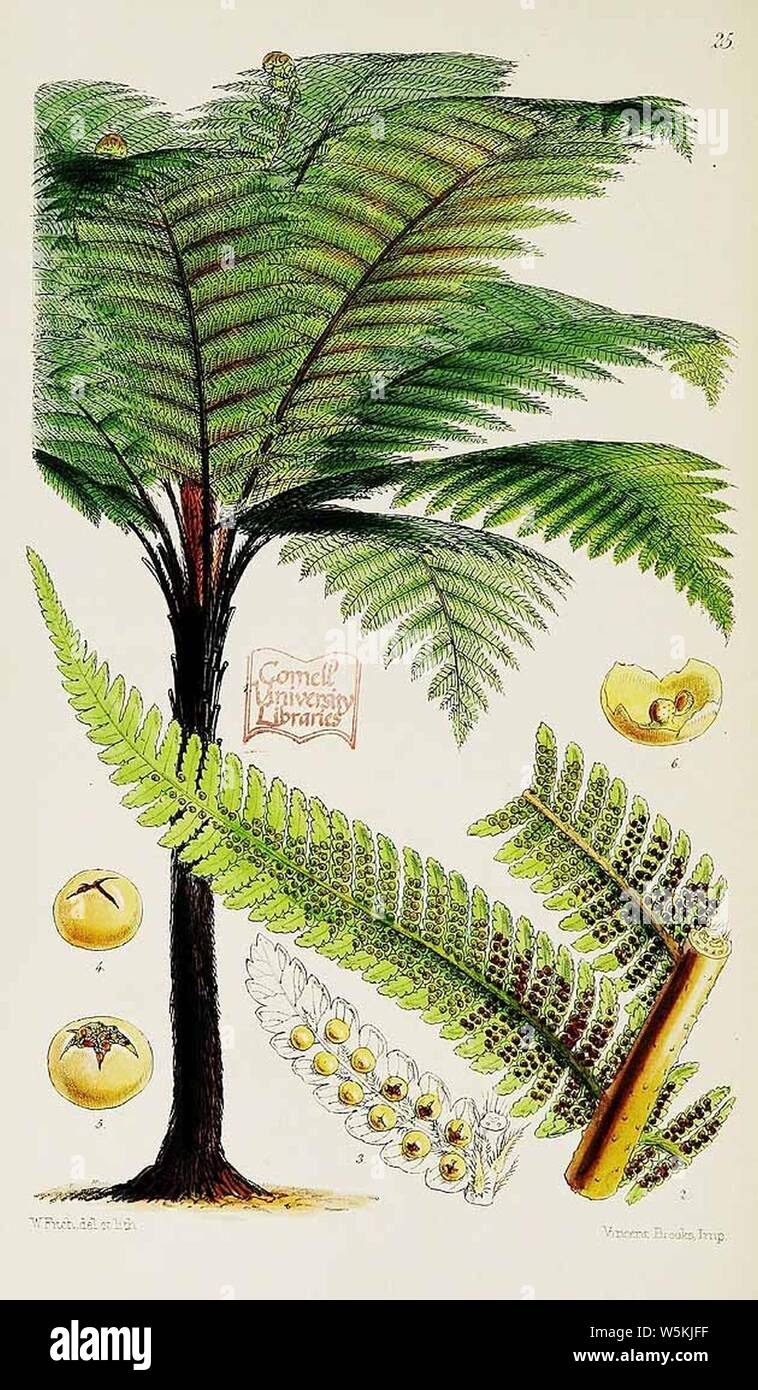 Cyathea medullaris hi-res stock photography and images - Alamy