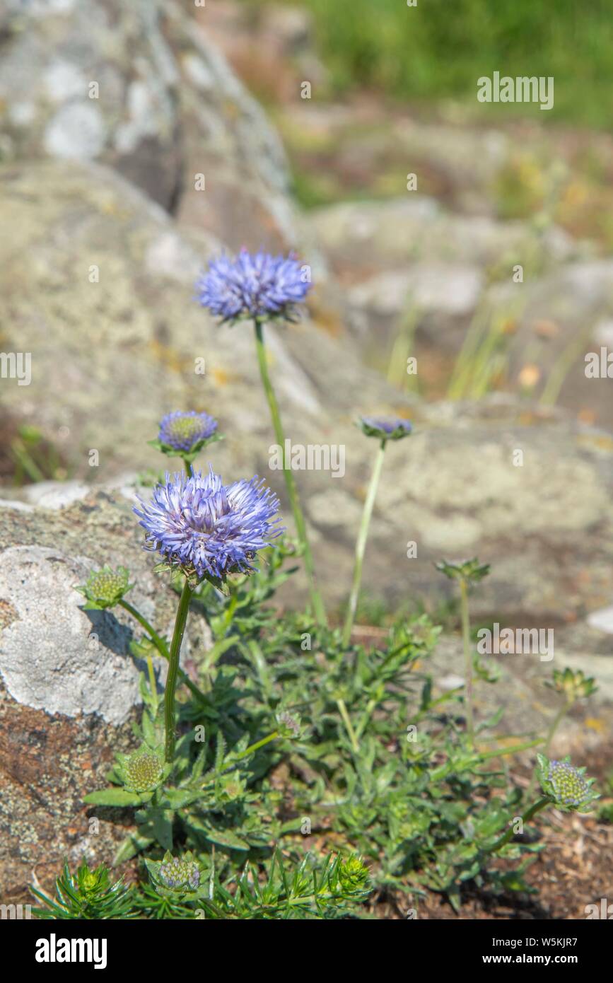 Blue flower in spring hi-res stock photography and images - Alamy