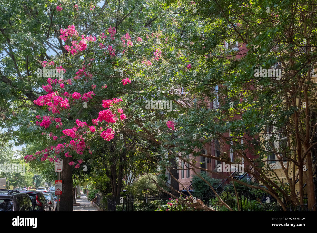 Crepe myrtle tree bursts with bright pink color on a shady block of ...