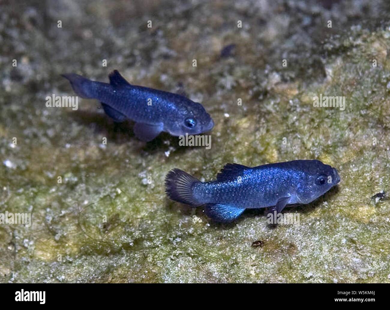 Cyprinodon hi-res stock photography and images - Alamy
