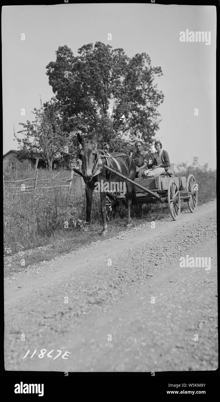 Cox, George; family in a buggy with a mule Stock Photo - Alamy