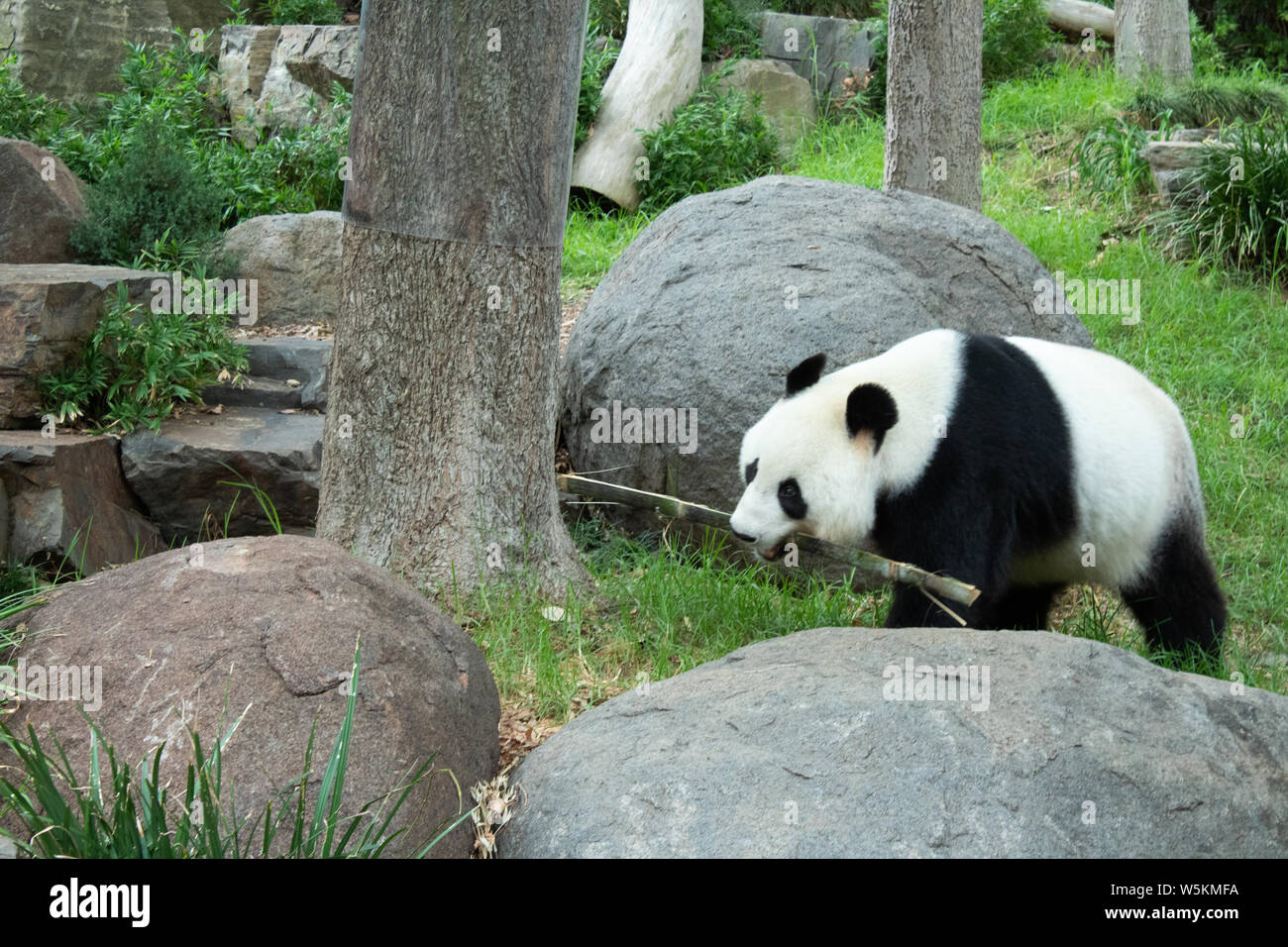Wang Wang panda in Adelaide Zoo Stock Photo - Alamy