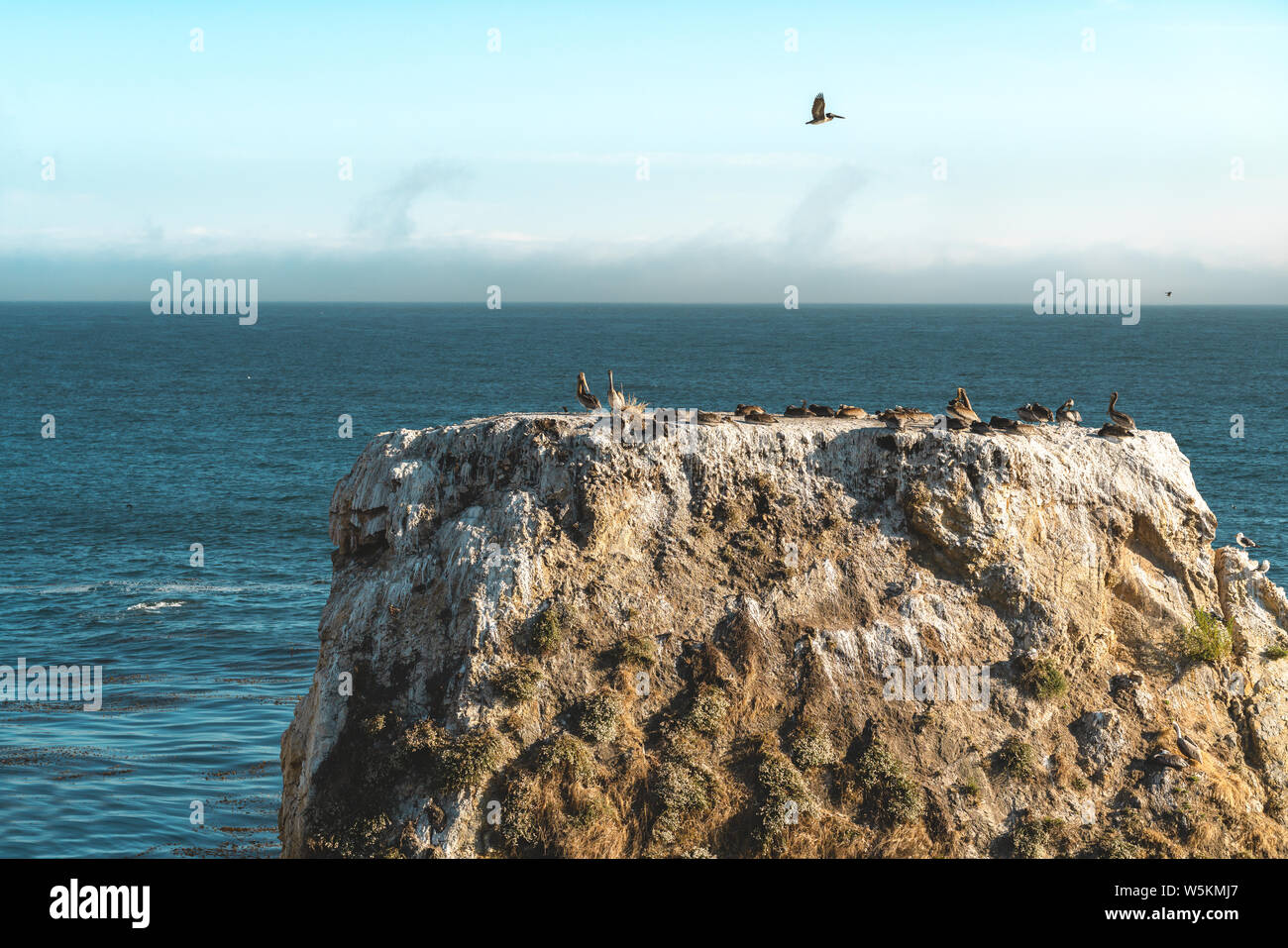 Great Colony of Pelicans on a Cliff Top. View from Margo Dodd Park ...