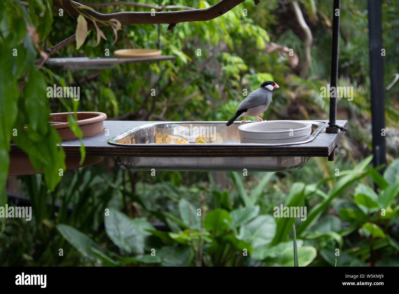 Birdy hi-res stock photography and images - Alamy