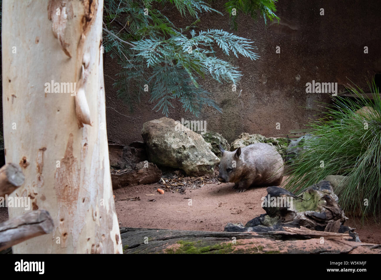 Australian wombats hi-res stock photography and images - Alamy