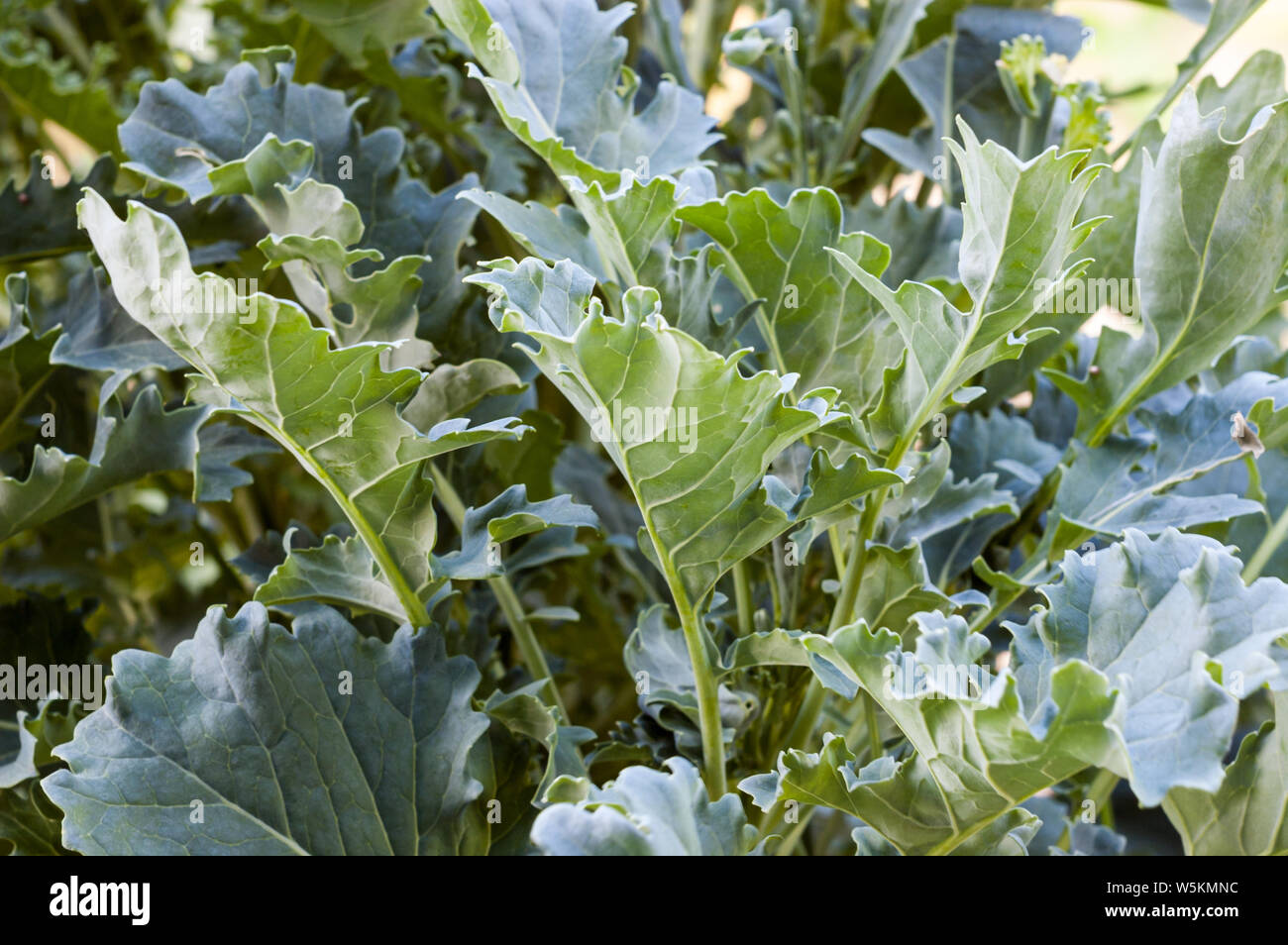 Kale plants growing in a garden Stock Photo - Alamy