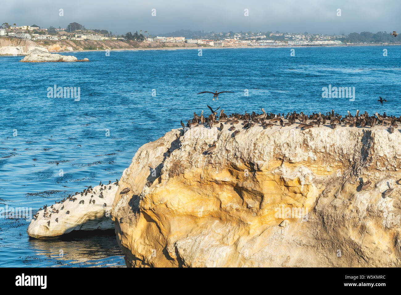 Great Colony of Pelicans and Cormorants on a Cliff Top. View from Margo ...