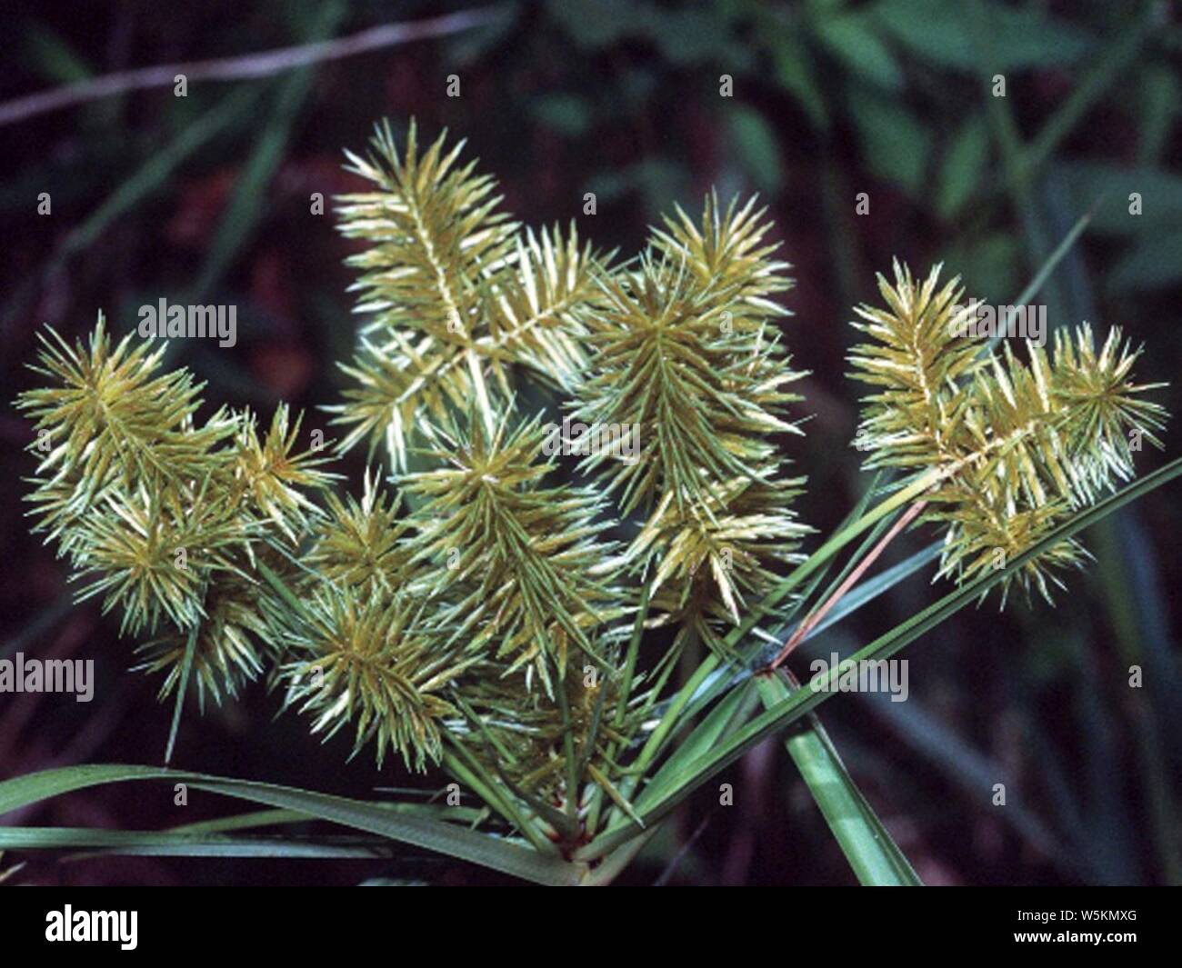 Cyperus strigosus NRCS-1 4x3 Stock Photo - Alamy