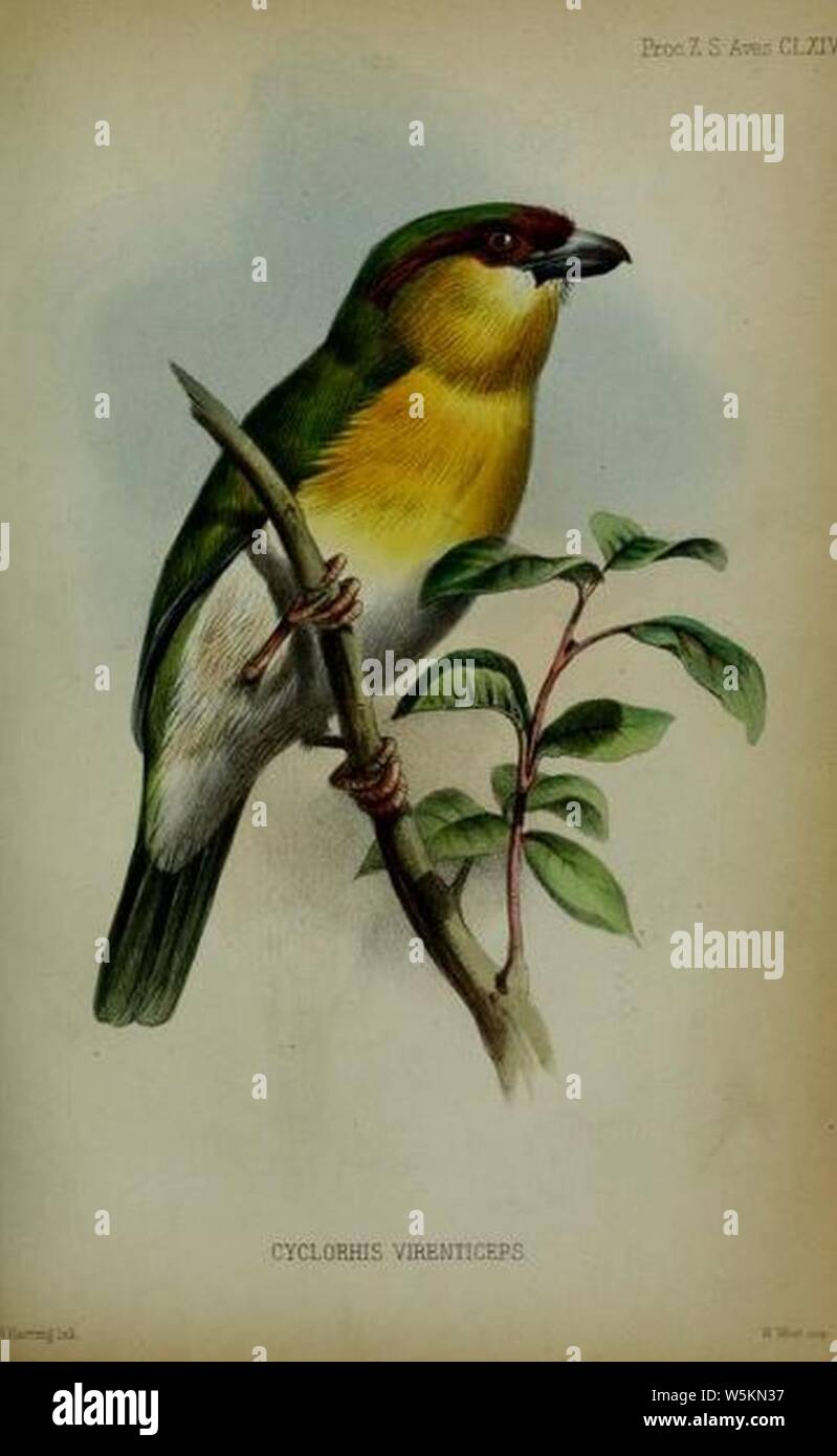 Gujanensis hi-res stock photography and images - Alamy