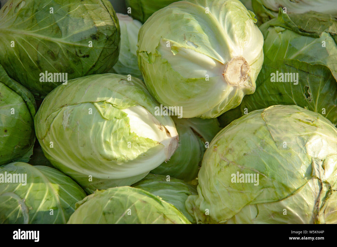 Cabbage background. Fresh cabbage from farm field Stock Photo - Alamy
