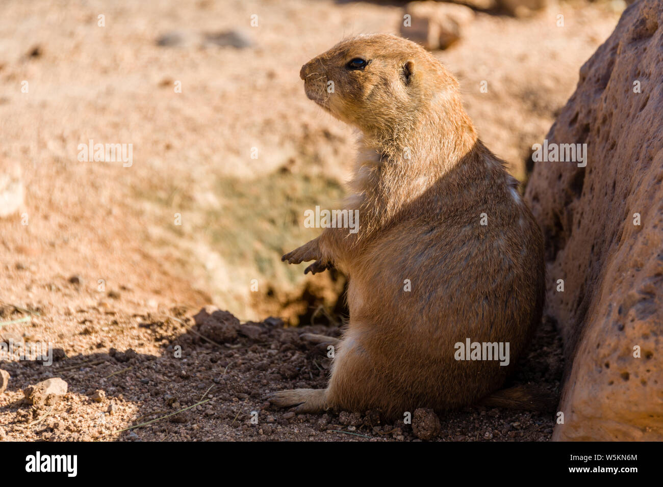 Prairie Dog Lookout Stock Photo - Alamy
