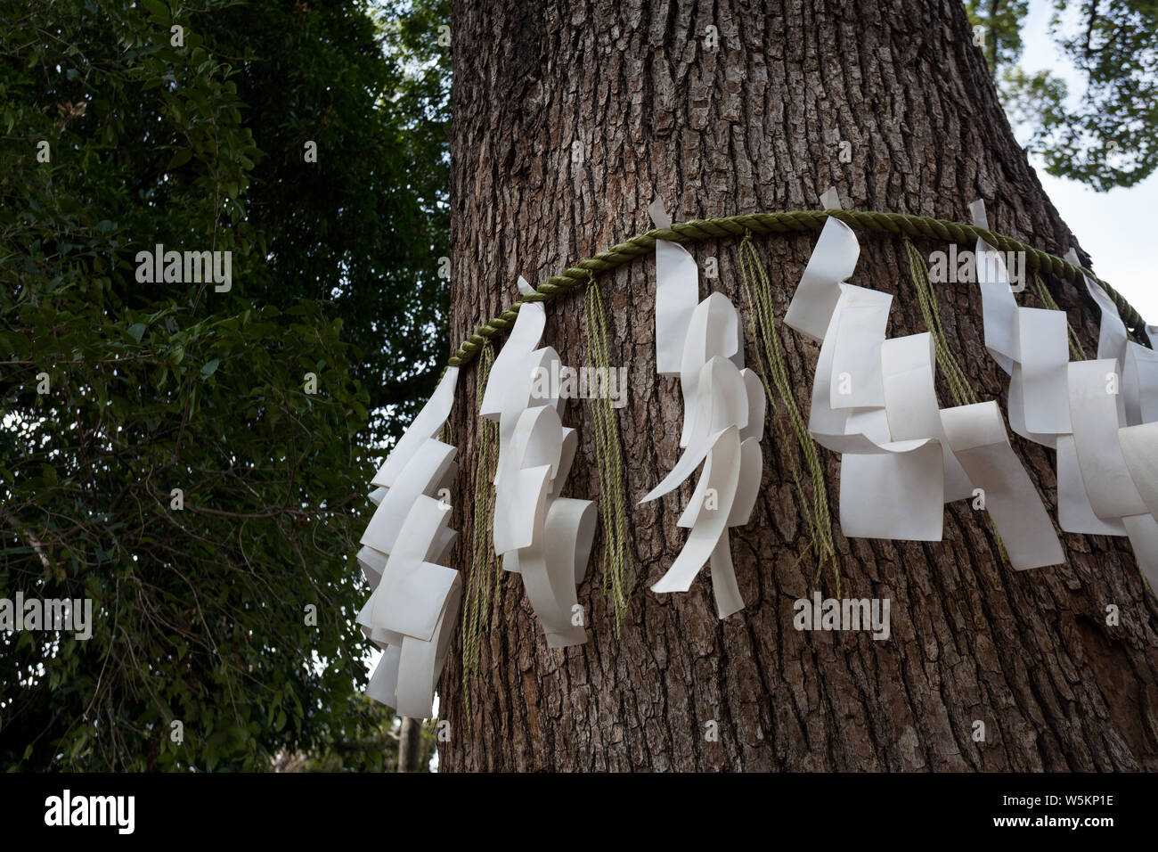 Shide papers around an old tree at Yoyogi Hachimangu Shrine, Tokyo ...