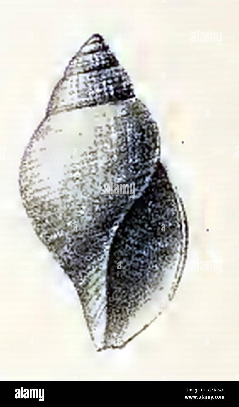 Daphnella buccinulum 001 Stock Photo - Alamy