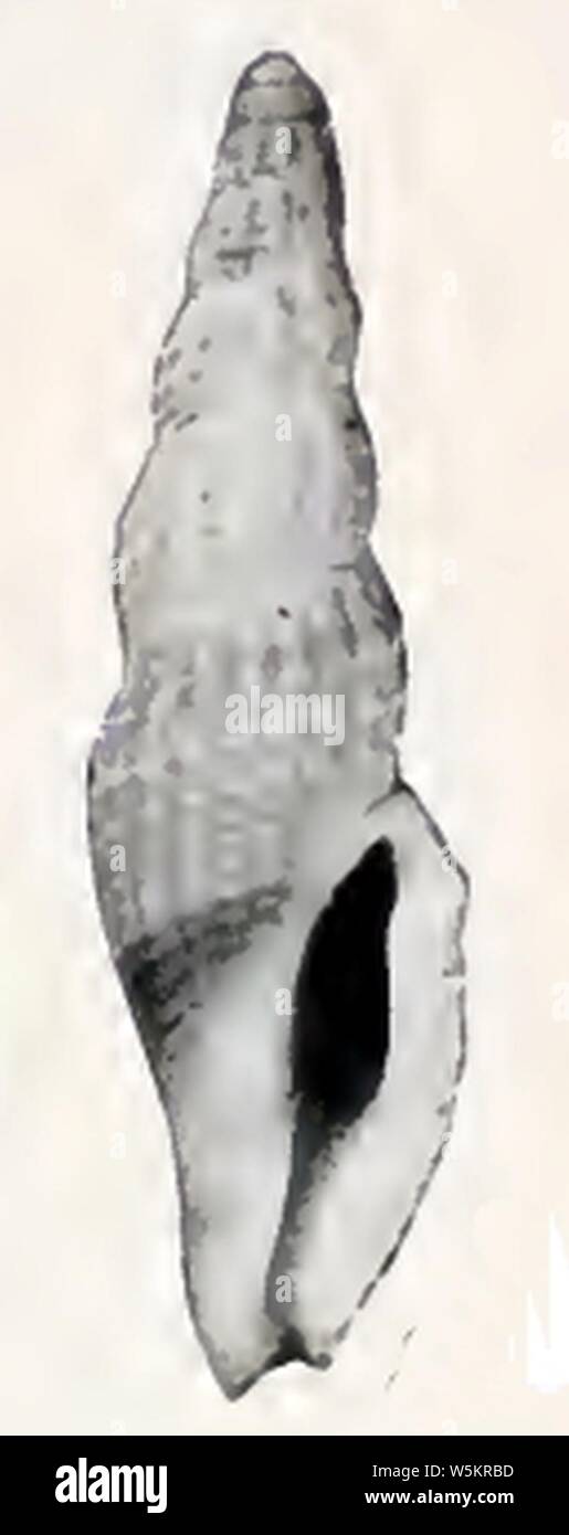 Daphnella aspersa 001 Stock Photo - Alamy