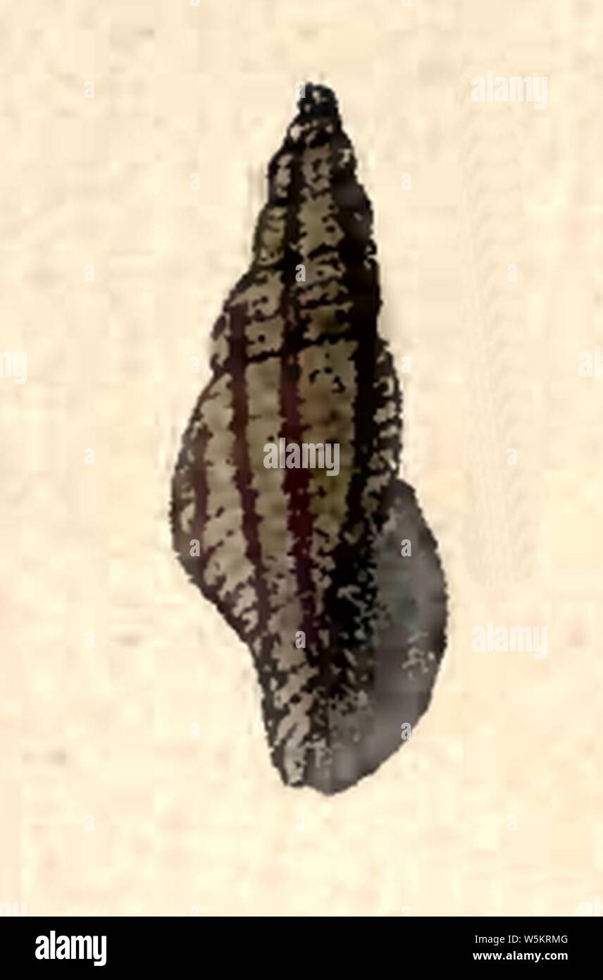 Daphnella varicosa 001 Stock Photo - Alamy