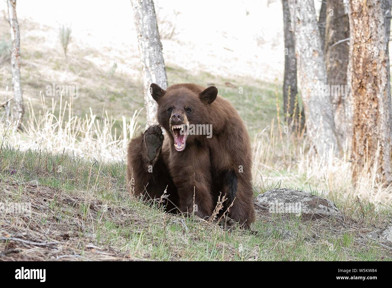 The Big Yawn Stock Photo - Alamy