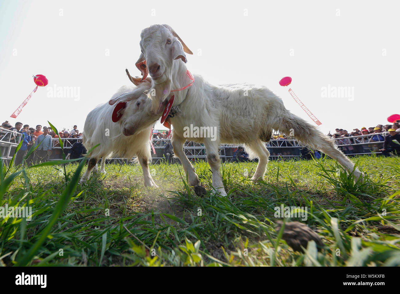 Two goats fight in a goat fighting competition in Dagong town, Hai'an ...