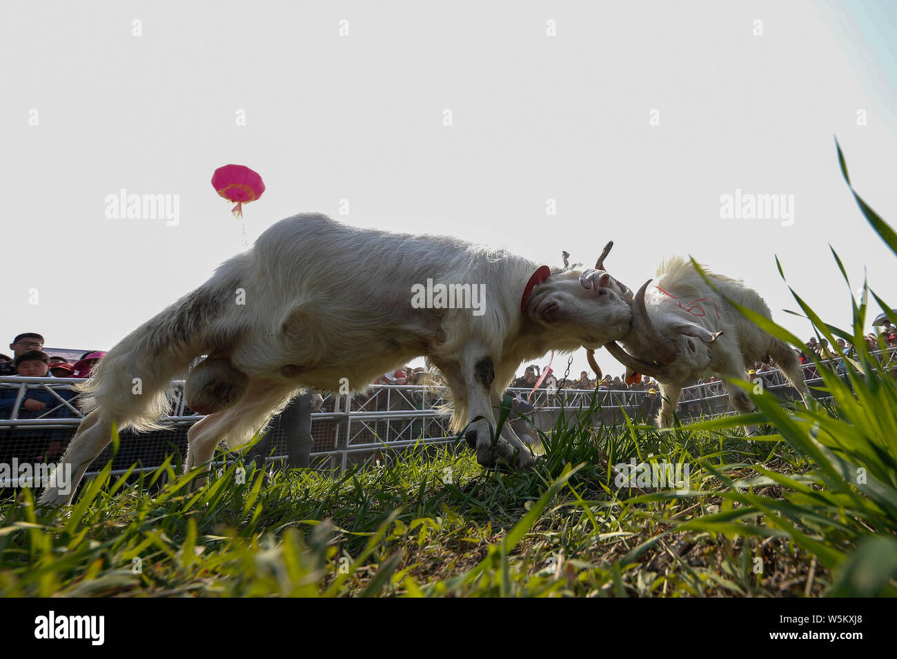 Two goats goat fight fighting hi-res stock photography and images - Alamy