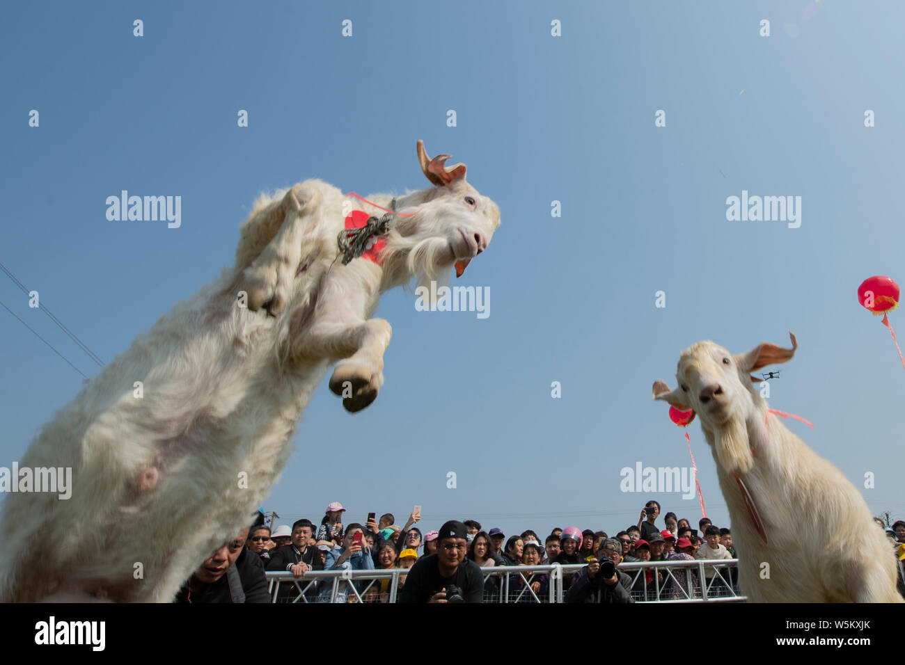 Two goats fight in a goat fighting competition in Dagong town, Hai'an ...