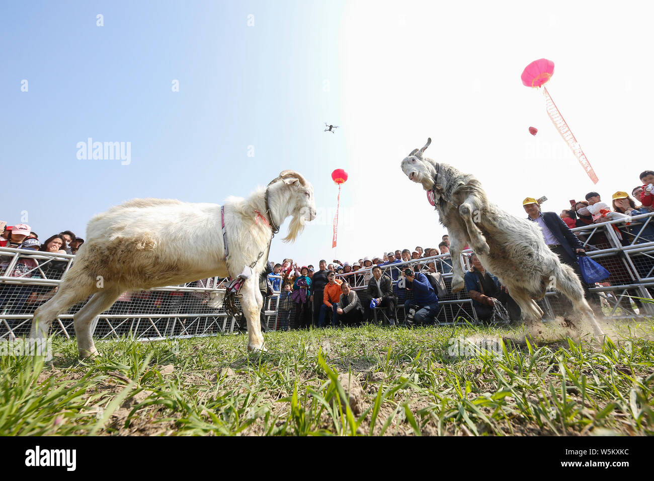 Two goats fight in a goat fighting competition in Dagong town, Hai'an ...
