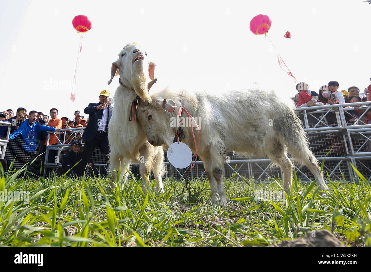 Two goats fight in a goat fighting competition in Dagong town, Hai'an ...