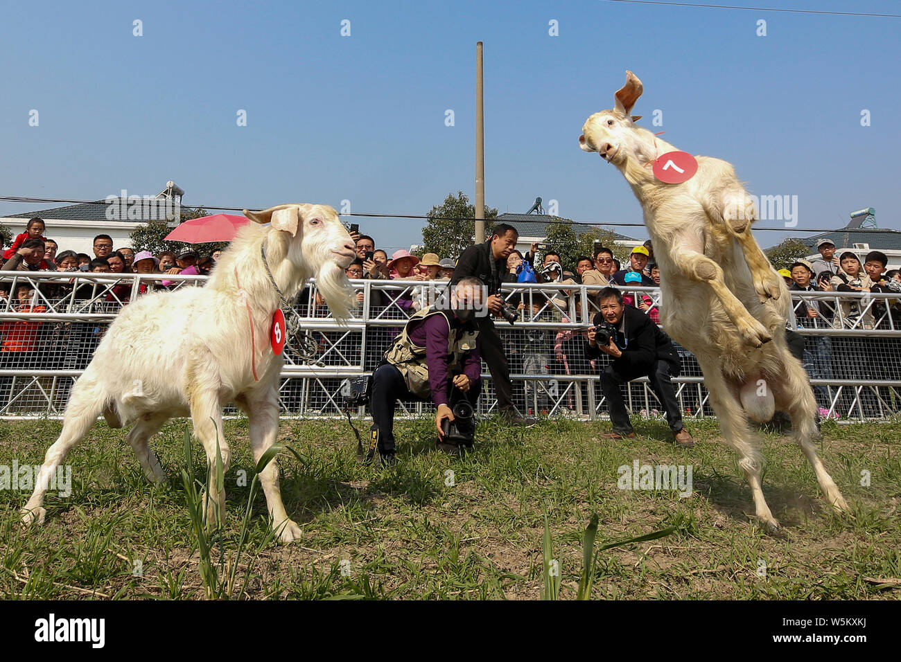 Goat fight hi-res stock photography and images - Alamy