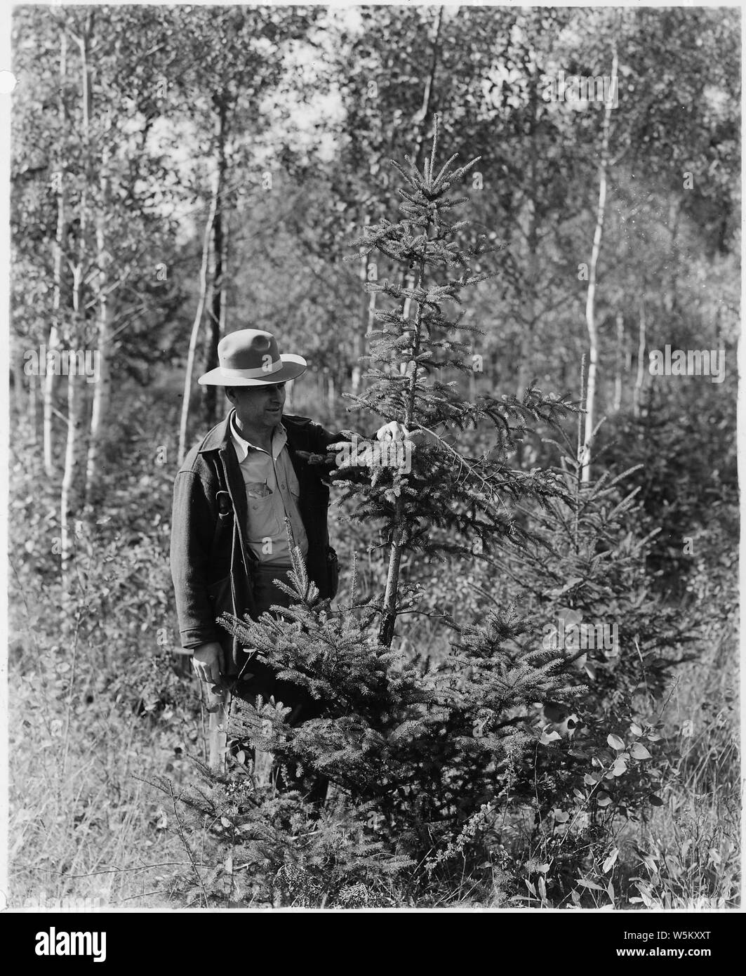 Deer damaged to trees planted in 1934 Stock Photo - Alamy