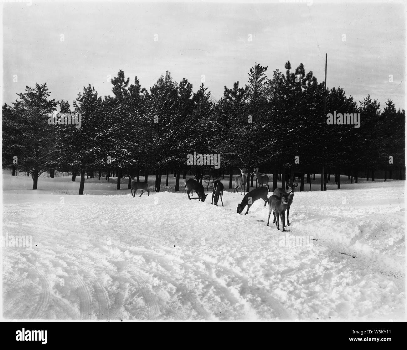 Deer being fed in the winter- Itasca State Park, Minnesota Stock Photo ...