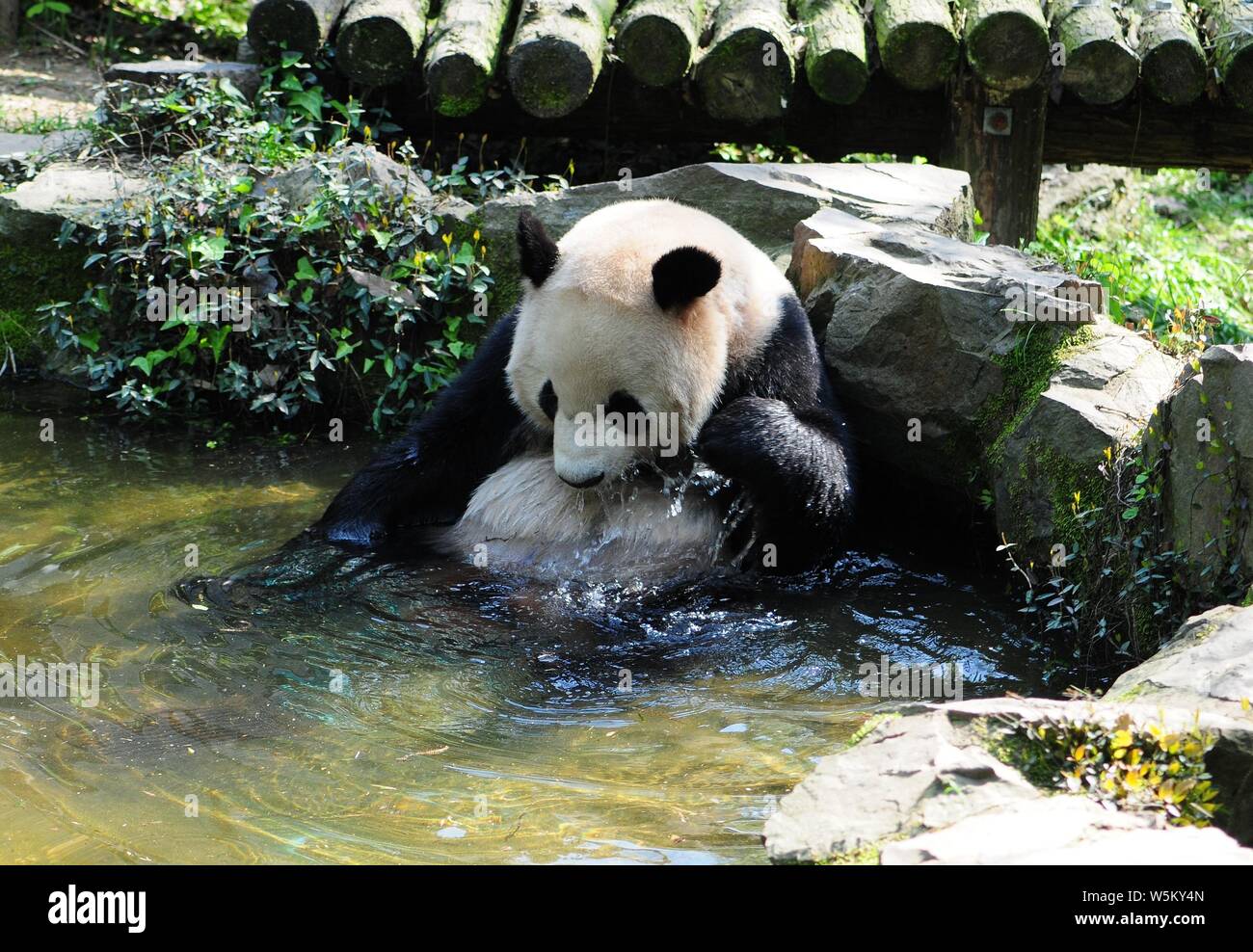 Giant panda Chengjiu takes a bath at the Hangzhou Zoo in Hangzhou city ...