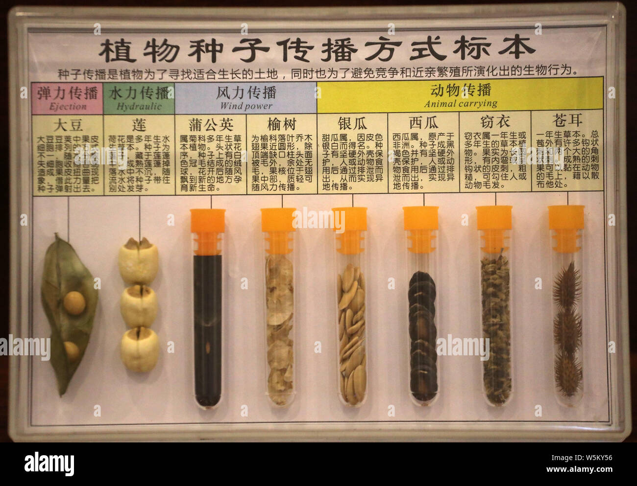 316 various kinds of seeds are displayed at the Foshan Seed Museum in ...