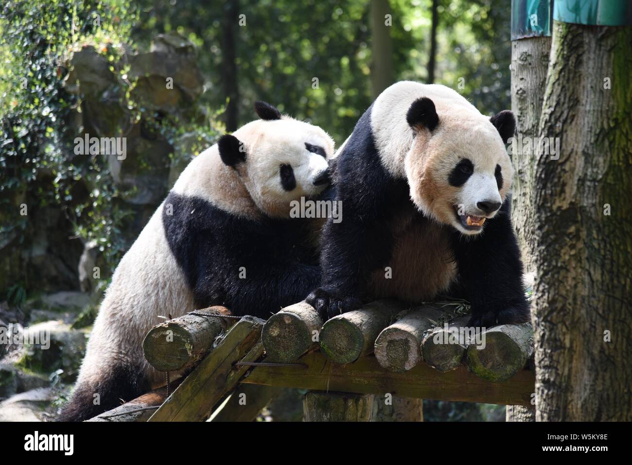 Giant pandas Chengjiu and Shuanghao play with each other in the sun at ...