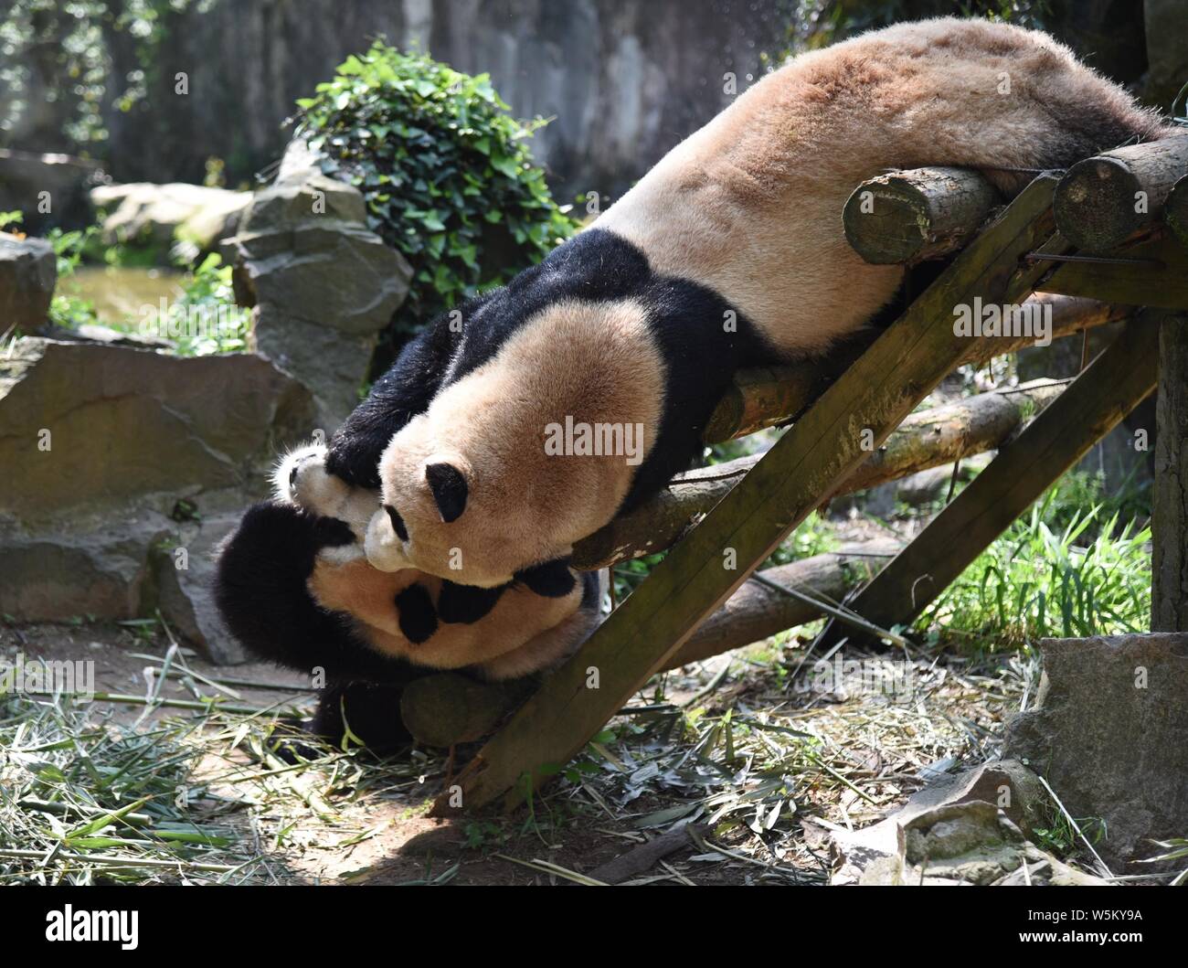 Giant pandas Chengjiu and Shuanghao play with each other in the sun at ...