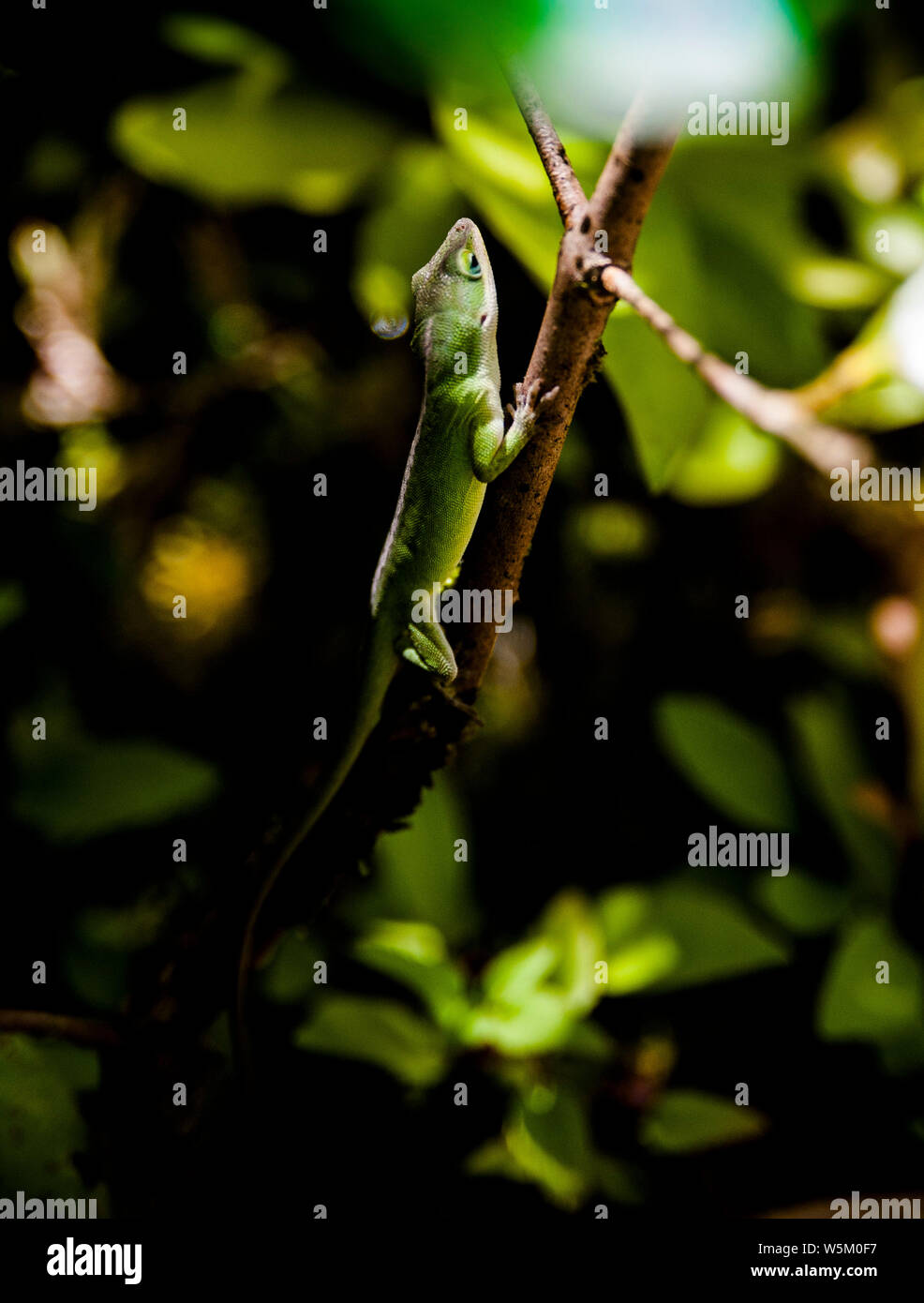 Rainforest lizard hi-res stock photography and images - Alamy