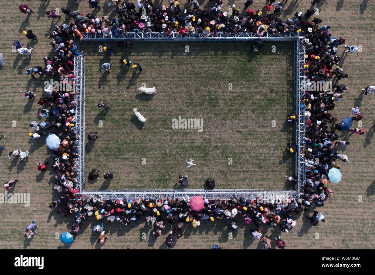 Two goats fight in a goat fighting competition in Dagong town, Hai'an ...