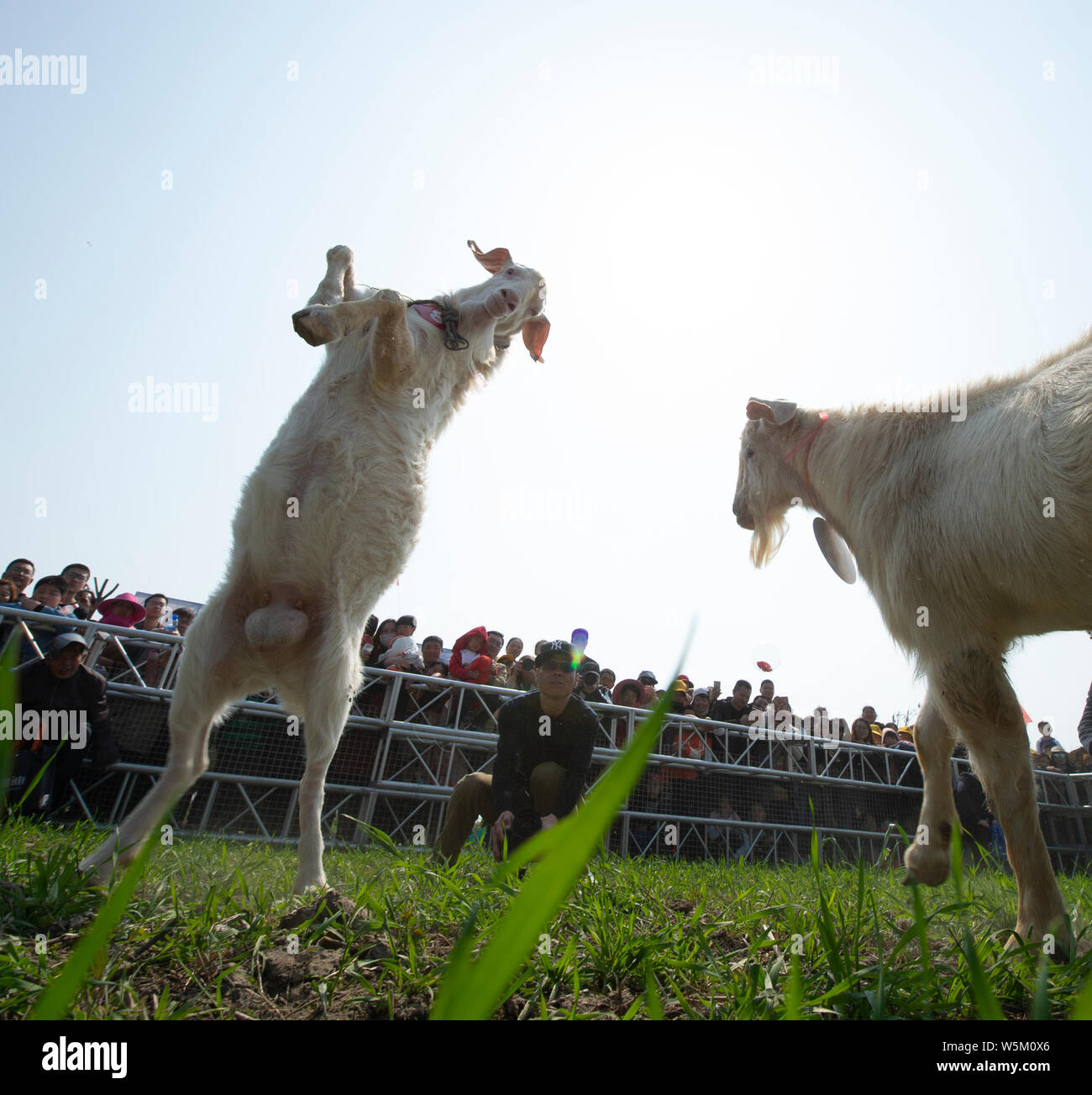 Two goats fight in a goat fighting competition in Dagong town, Hai'an city, Nantong city, east ...