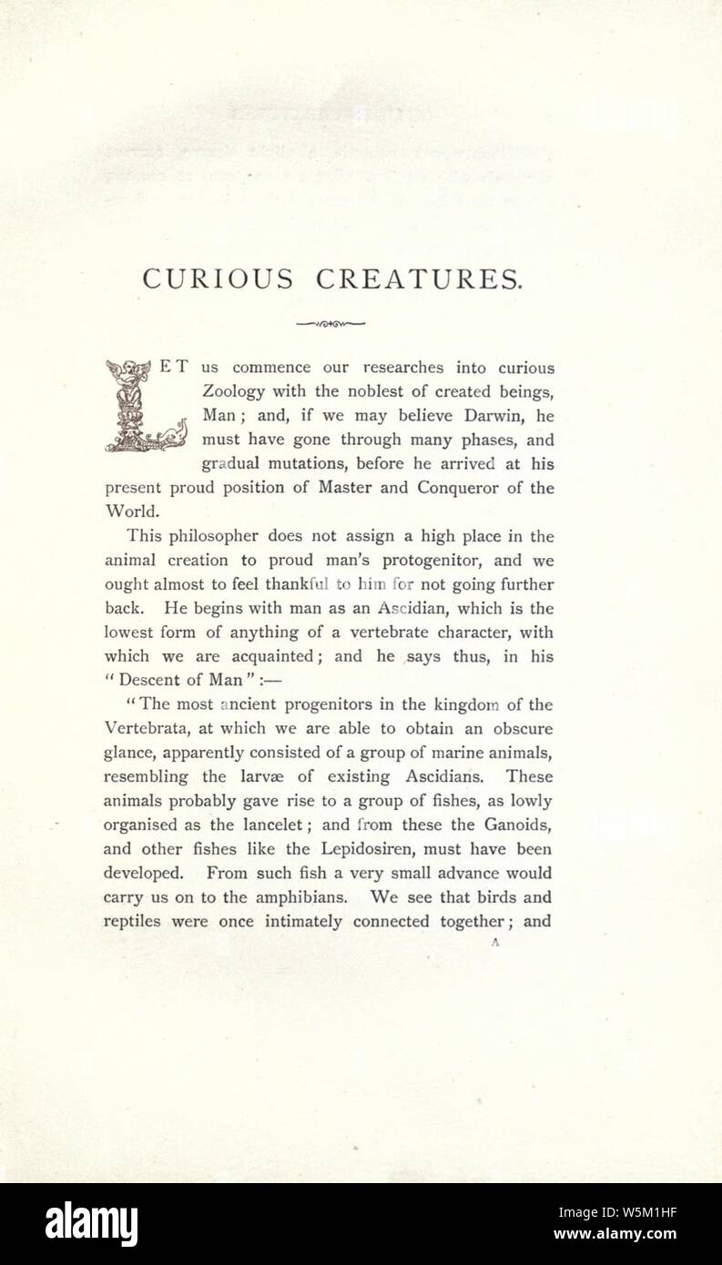 Curious creatures in zoology hi-res stock photography and images - Alamy