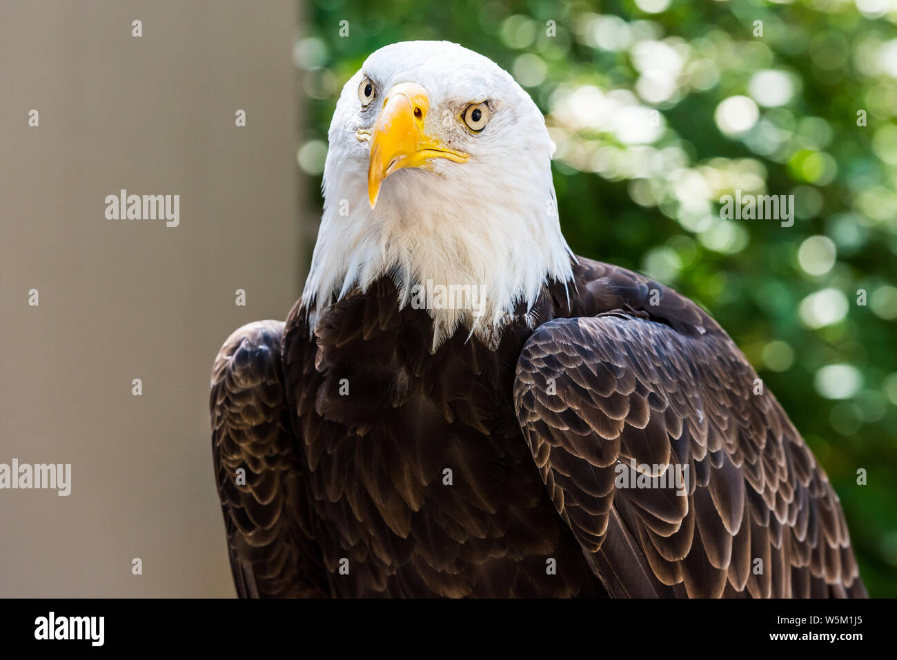 Closeup head shot of a proud and regal adult Bald Eagle Stock Photo - Alamy