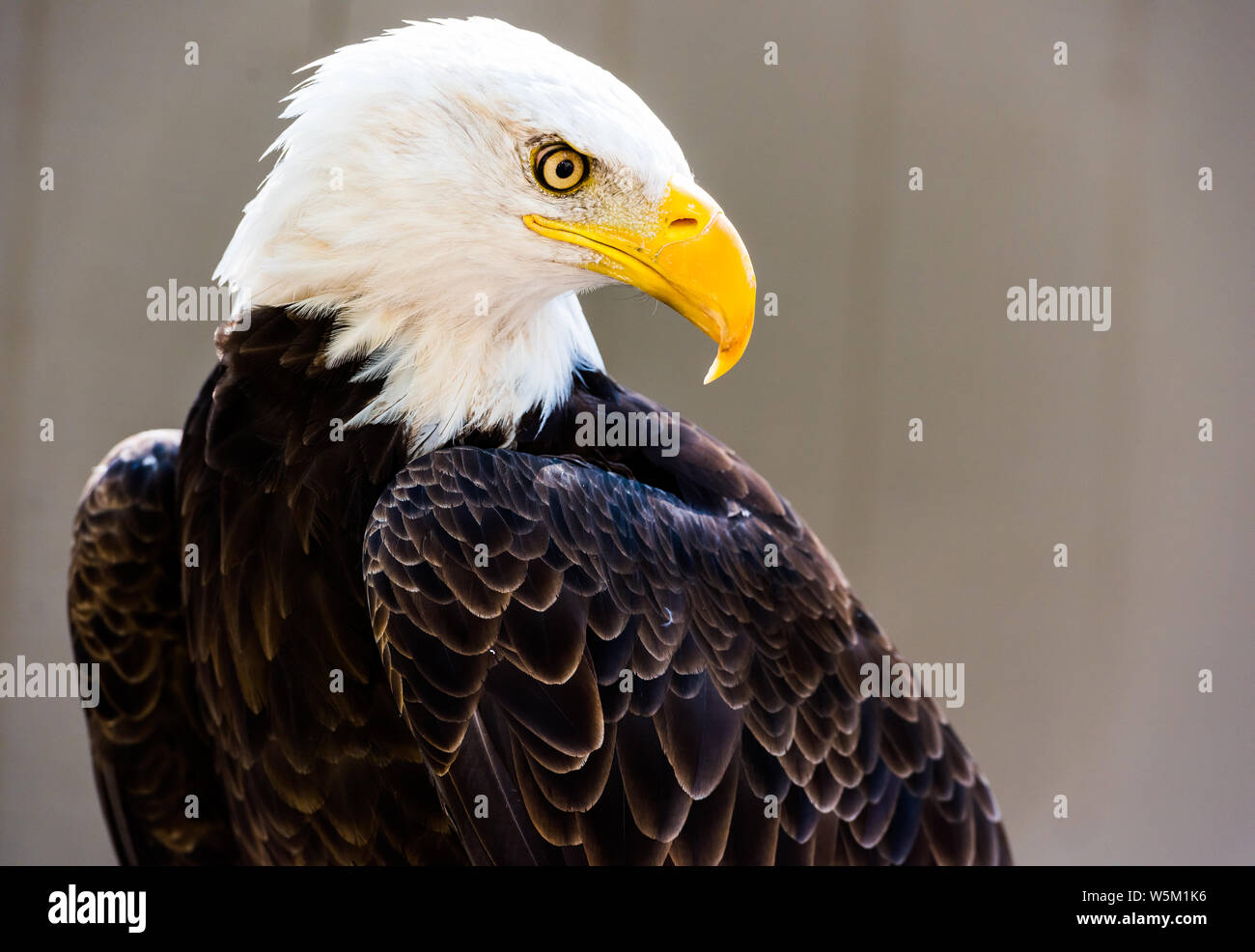 Closeup head shot of a proud and regal adult Bald Eagle Stock Photo - Alamy