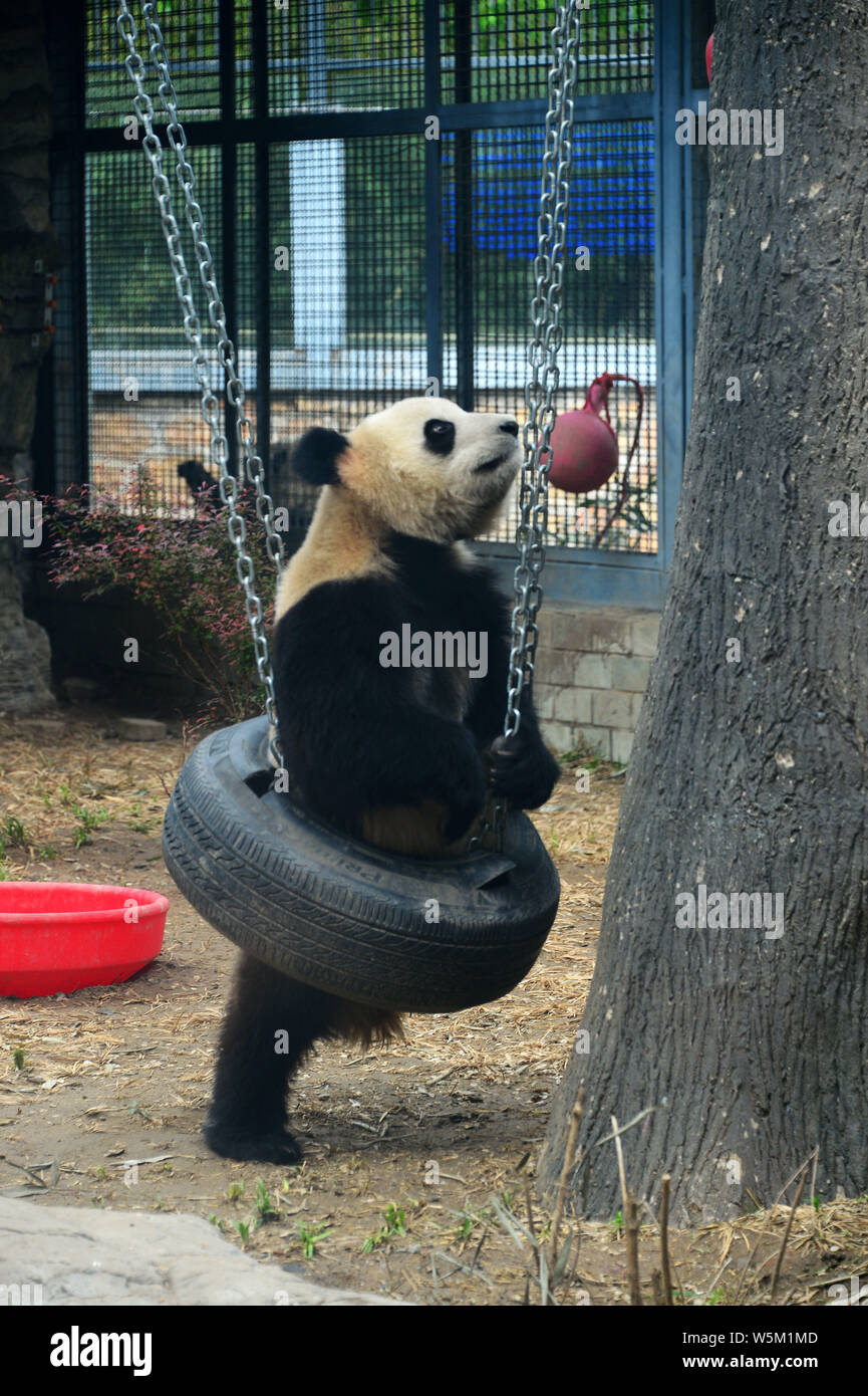 A giant panda is locked in a tire-made swing at Beijing zoo in Beijing ...