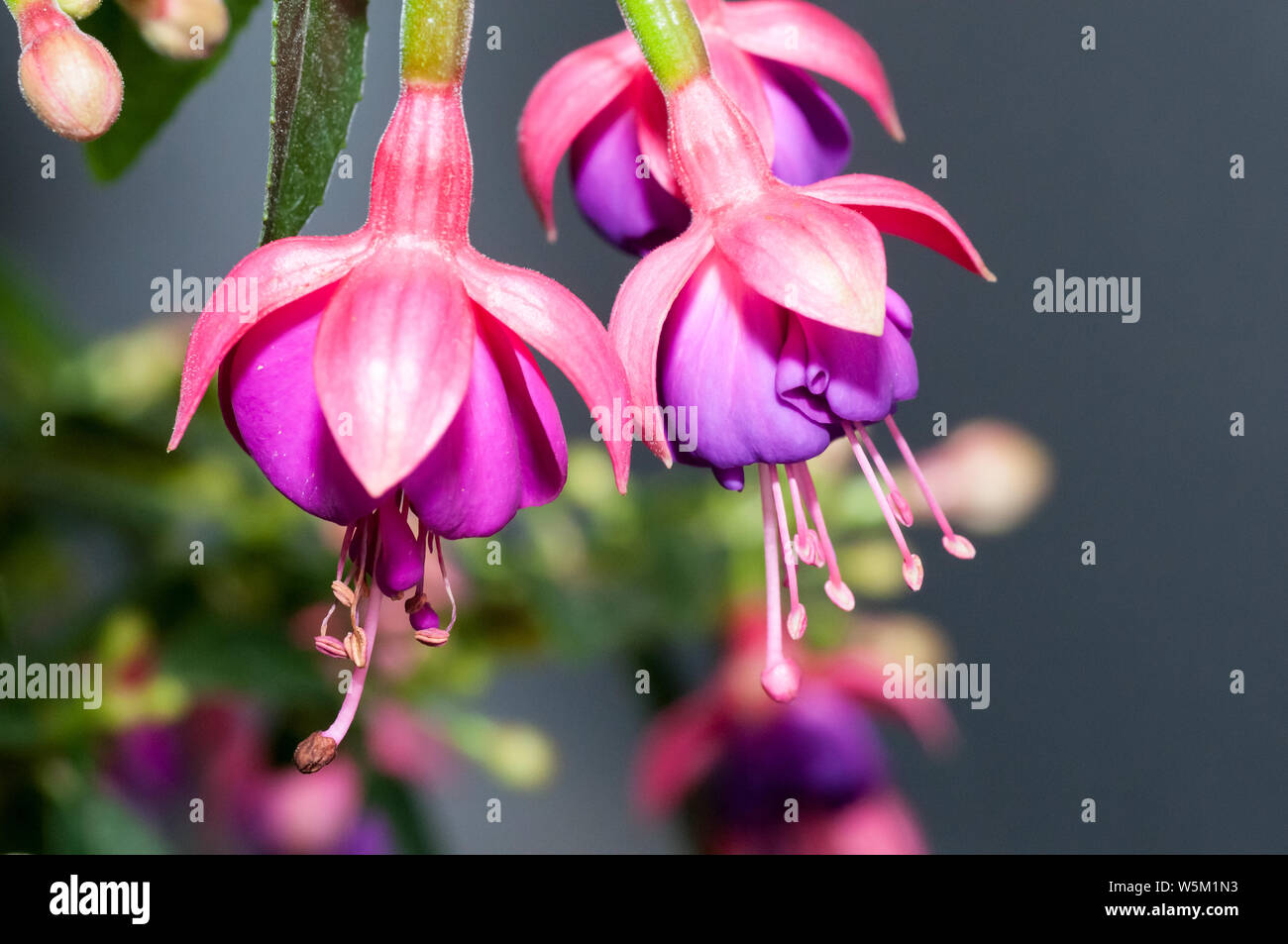 Fuchsia heart hi-res stock photography and images - Alamy