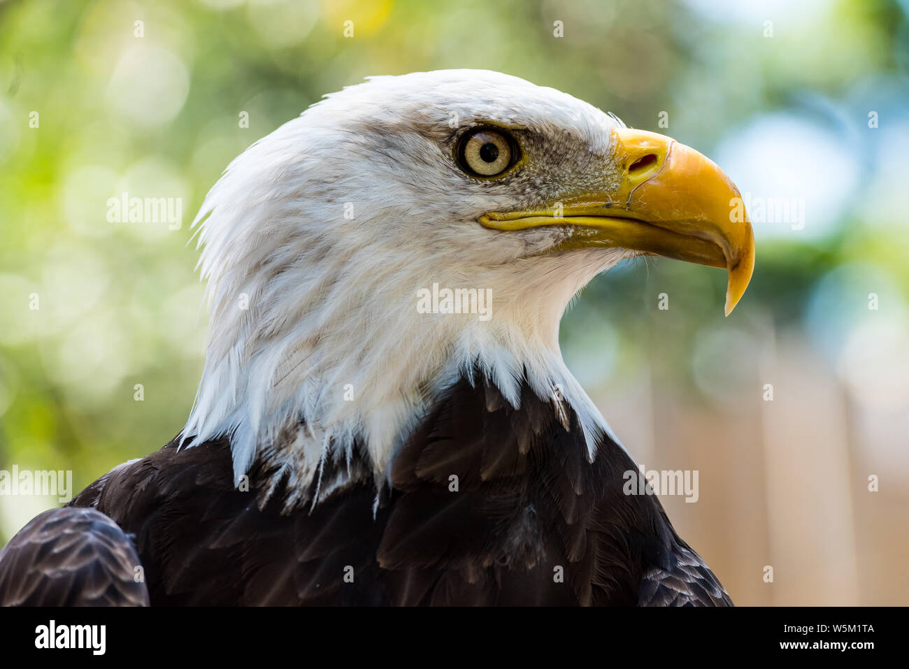 Closeup head shot of a proud and regal adult Bald Eagle Stock Photo - Alamy