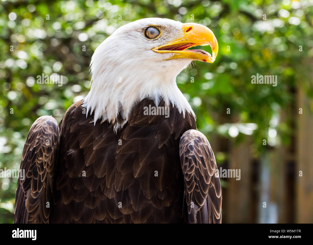 Closeup head shot of a proud and regal adult Bald Eagle Stock Photo - Alamy
