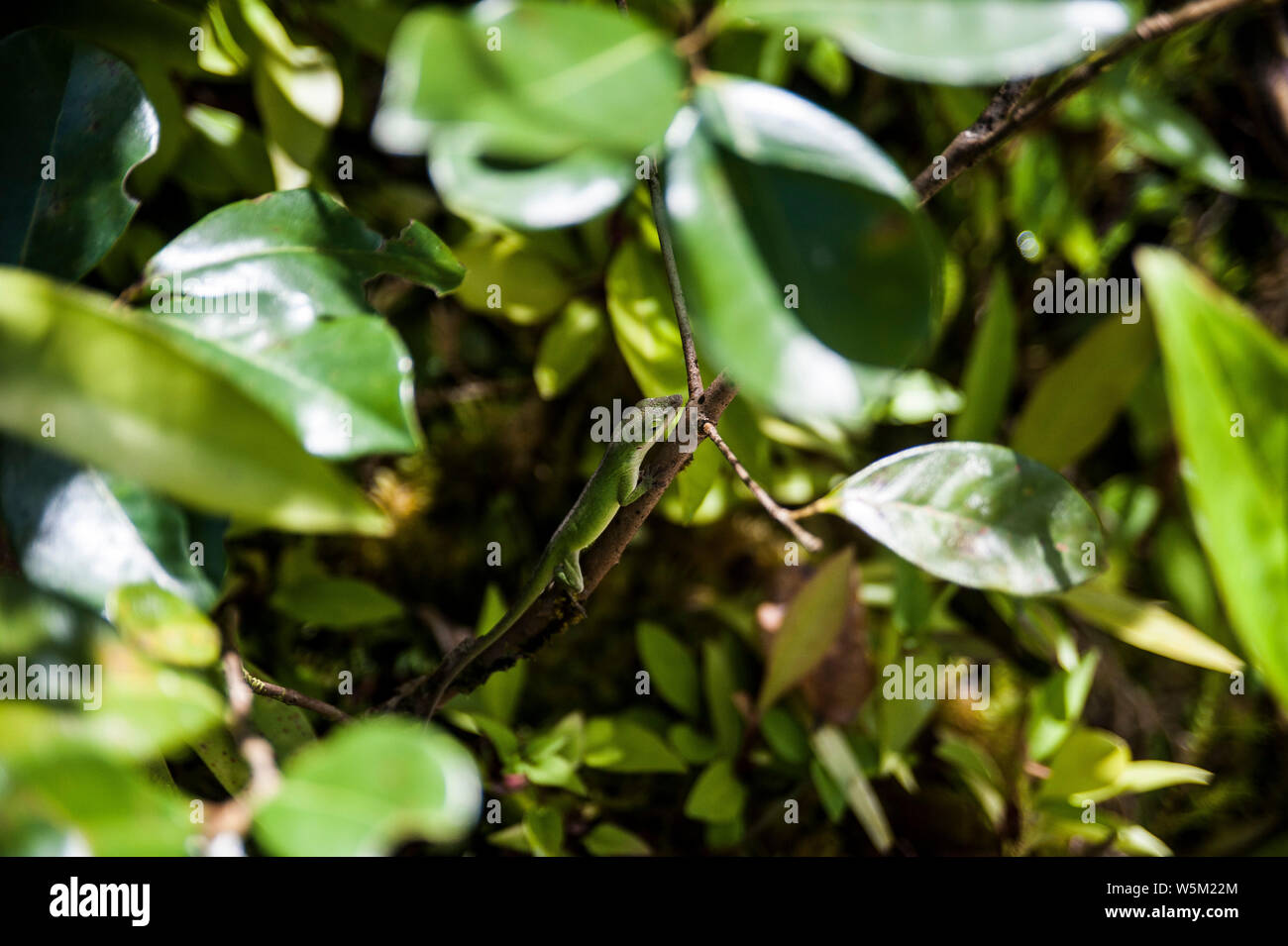 Green lizard blends into his surroundings in a Hawaiian rainforest ...